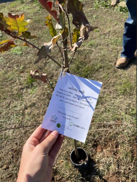 Plant a (affordable) tree for Tennessee Tree Era - Famousbio