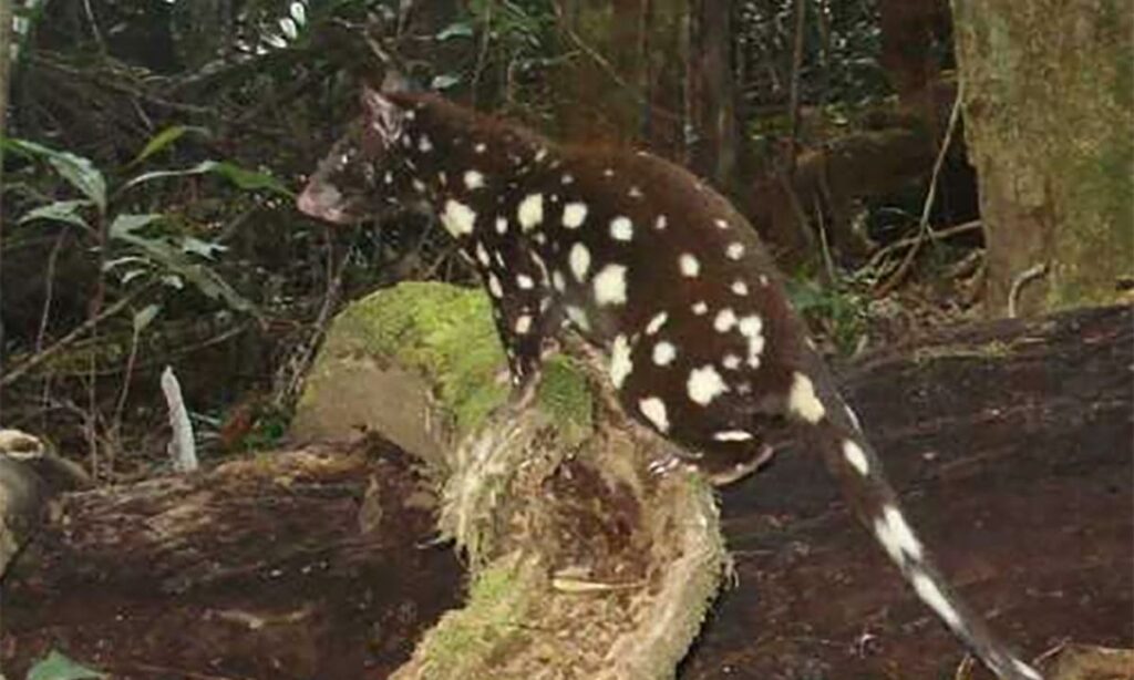 Spotted-tail quoll populations in tropical Queensland critically ...