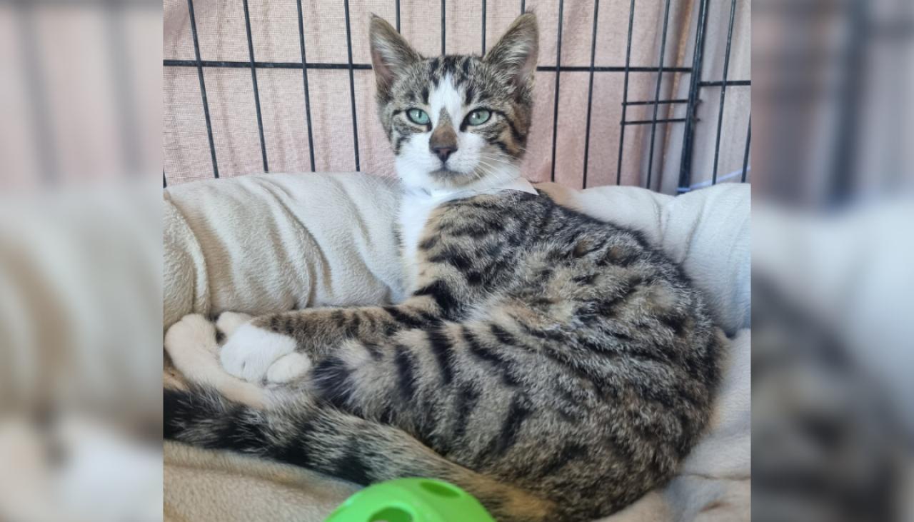 Many pets are still waiting to be reunited with their owners after Cyclone Gabrielle - Famousbio